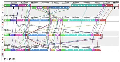 Genomic Alignment Of Enterobacter Cloacae Mauve 35 Alignment Of The