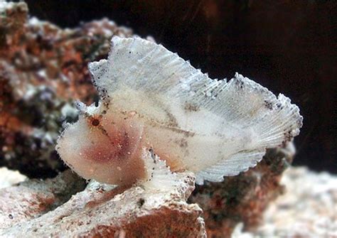 魚類図鑑ハダカハオコゼ