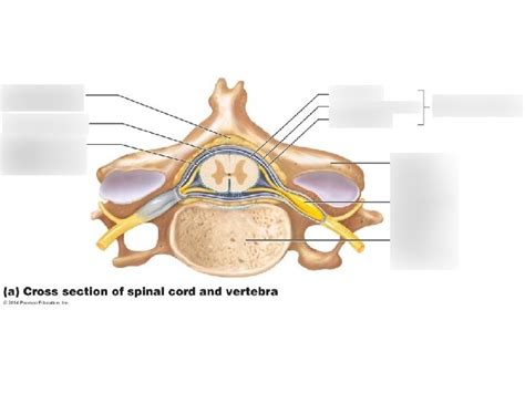 Cervical Vertebra Cross Section Diagram Quizlet