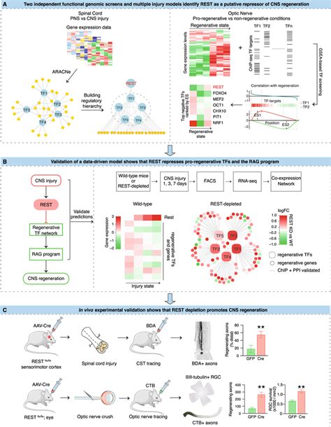 Schematic Diagram Summarizing The Overall Experimental Flow Integrating Download Scientific