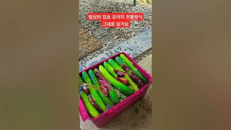 전통방식 오이지는 물과 소금을 16로 청양고추 넣고 끓는 물을 붓고 하루뒤 반복후 4일뒤 부터 먹어요 2024년 10월 11일 Youtube