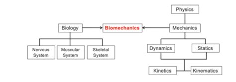 Biomechanics Introduction To Kinesiology Flashcards Quizlet
