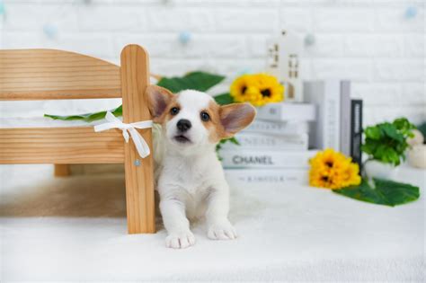 웰시코기분양 사랑스러운 애기 강아지 요요 웰시코기분양 프렌치불독분양 보스턴테리어분양 이탈리안그레이하운드분양 베들링턴테리어분양 셔틀랜드쉽독분양 코카스파니엘분양 퍼그분양