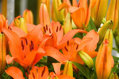 Lily Blossom Bloom Close Free Photo On Pixabay Pixabay