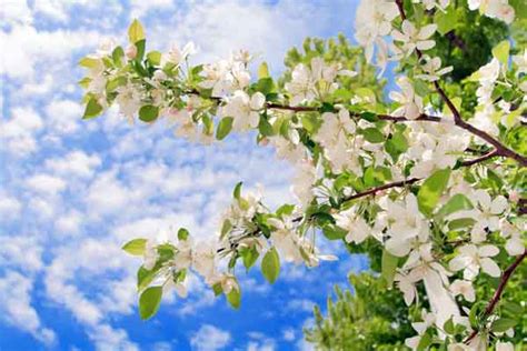 دانلود عکس با کیفیت شکوفه بهاری و آسمان ابری دیجیو