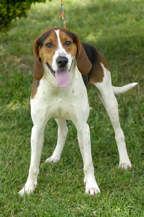 Best Images About Treeing Walker Coonhound On Pinterest Westminster Year Olds And Shelters