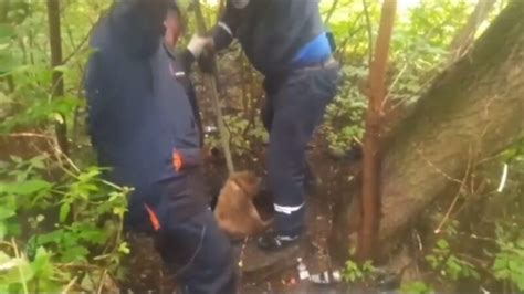 В Мордовии спасли угодившую в колодец бродячую собаку — Столица С