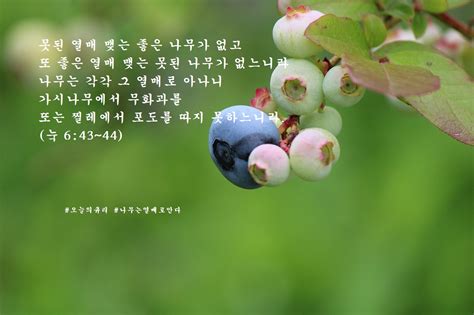 The Mission 더 미션 좋은 나무는 좋은 열매를 맺습니다 하나님은 그 열매를 통해 나무를 아신다고 말씀하십니다 가시나무가 무화과를 맺지 못하고 찔레에서는