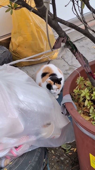 점심시간에 마주친 녀석 기다려~ Youtube