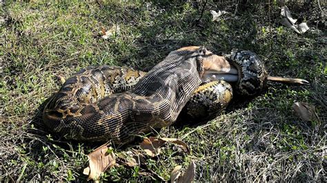 Python Found Eating Deer In Florida Stuns Scientists Fox 35 Orlando