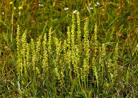 Растения занесенные в красную книгу владимирской области с фото и описанием