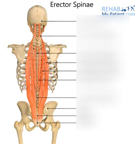Vertebral Column Muscles Diagram Quizlet