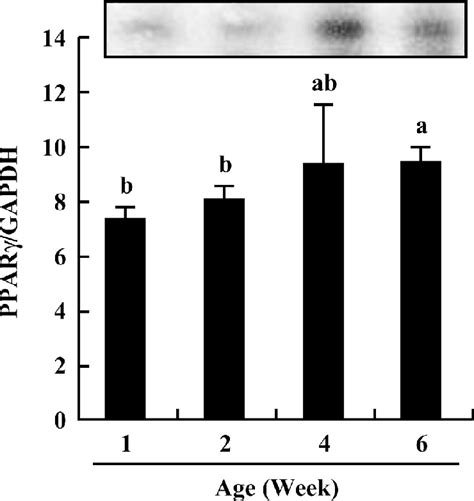 Peroxisome Proliferator Activated Receptor γ Pparγ Mrna Expression In