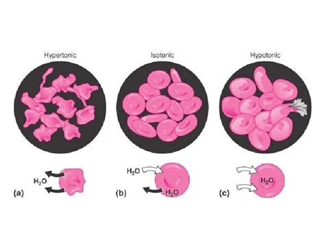 Buffered And Isotonic Solutions Buffer A Buffer Solution Buffered And Isotonic Solutions Buffer A Buffer Solution