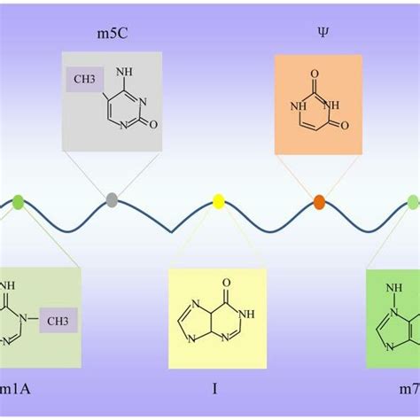 Techniques For Detecting Rna Modifications Download Scientific Diagram