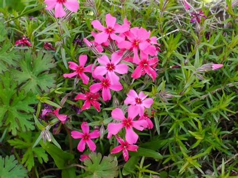 シバザクラ 花好きシニアの日記