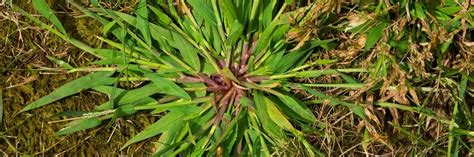 How To Tell The Difference Between Quackgrass Fescue And Crabgrass Solutions Pest And Lawn
