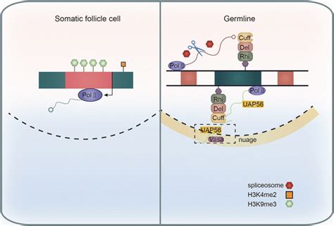Rna Precursor Transcription And Delivery In Follicle Cells The Pirna Download Scientific