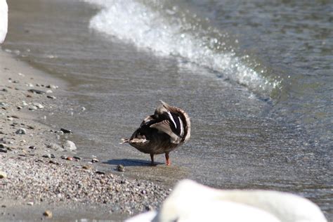 Airplane Object Detection Dataset And Pre Trained Model By RDs Workspace