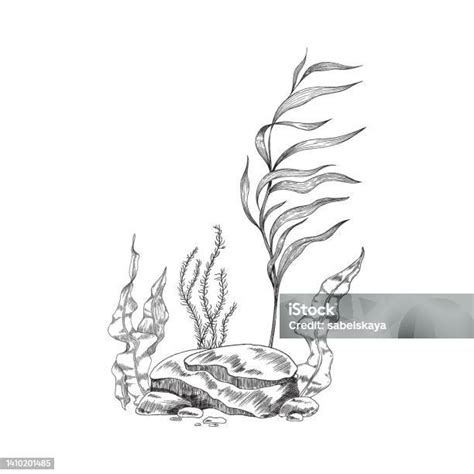 조류와 암석이있는 수중 바다 풍경 고립 된 스케치 벡터 일러스트레이션 다시마에 대한 스톡 벡터 아트 및 기타 이미지 다시마