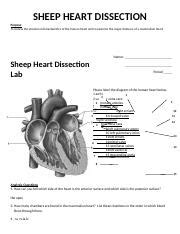 Copy Of Sheep Heart Dissectiondocx Sheep Heart Dissection