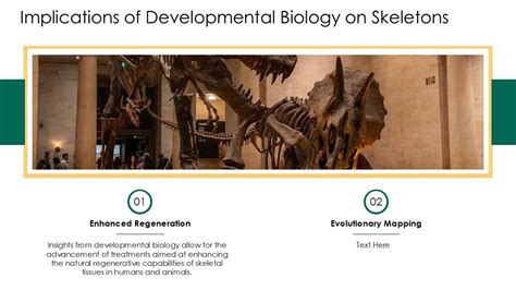 Skeleton Evolution Ppt Template Acp Ppt Example