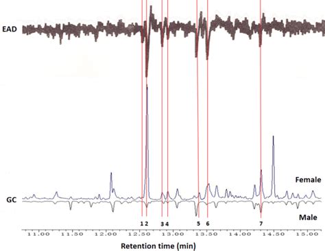 Analysis Of Gas Chromatograms GC Of Genital Extracts Of Female And Download Scientific