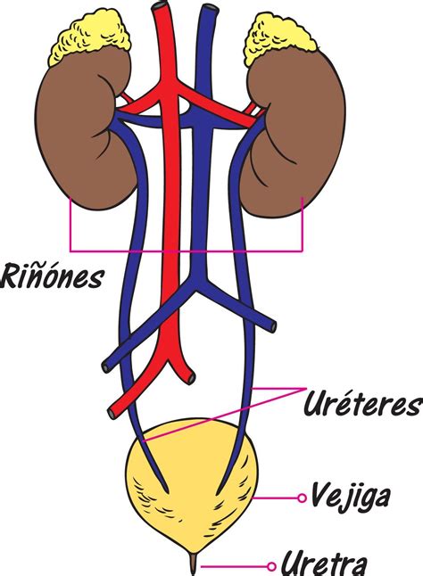 Como Funciona El Sistema Urinario Para Ninos Hay Ninos Images Hot Sex Picture