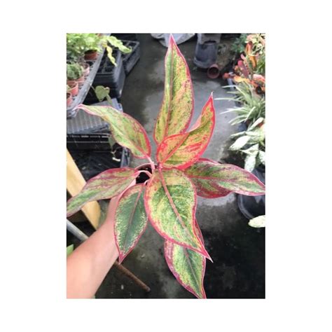 多肉好好買 三寸盆 極光 多肉植物 Momo購物 2024年09月