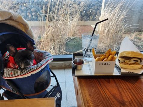 제주 함덕 맛집 애견동반식당 네이버 블로그