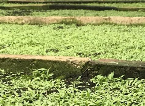 白芨藥用資源栽培技術 每日頭條