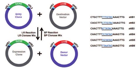 Multisite Gateway Cloning Download Scientific Diagram