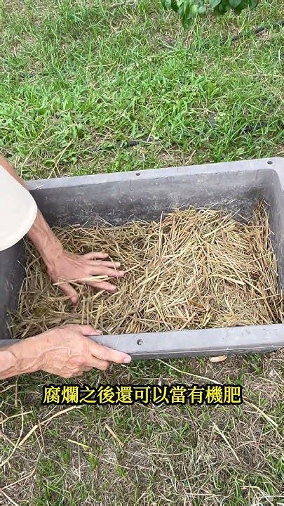 用地瓜種地瓜葉比較難吃 Youtube