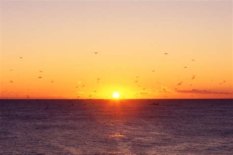 【中止】妙見宮 妙福寺（千葉） 2021年藤まつり・見頃情報 Amatavi