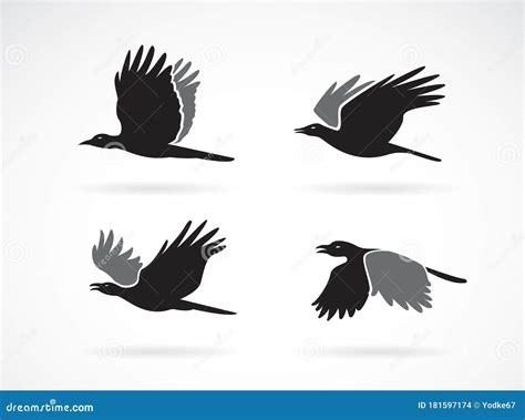 Crow Flying Motion Animation Sequence Cartoon Vector Illustration 147228893