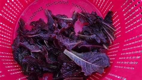 눈속에 상추 노지 월동 상추 쉽게 키우는방법 상추 씨앗 100프로 발아 방법 상추 놀라운 효능 상추 쉽게 잘키우는 방법 Youtube