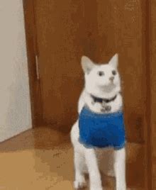 Cat Fainting S Tenor