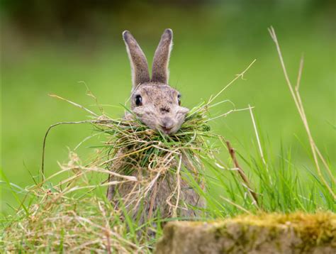 Choosing The Best Hay And Grass For Your Rabbit Usa Rabbit Breeders