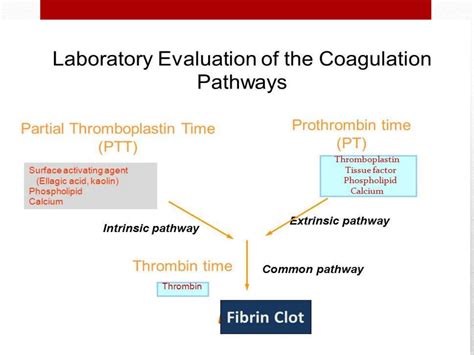 Hemostasis Intravascular Coagulation And Anticoagulation Pptx