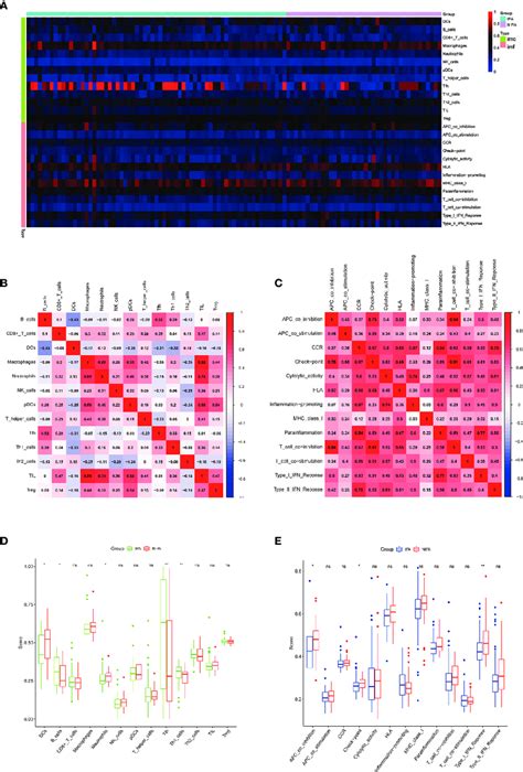 Analysis Of Immune Infiltration A Immune Related Heatmap B Download Scientific Diagram
