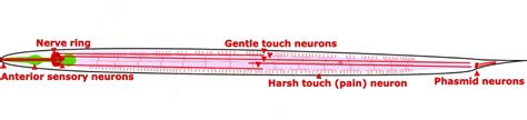 1 Schematic Representation Of The C Elegans Sensory Nervous System Download Scientific