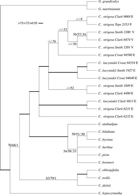 Majority Rule Bayesian Inference Tree Derived From Partitioned Model