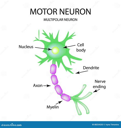 The Structure Of The Motor Neuron Infographics Stock Vector