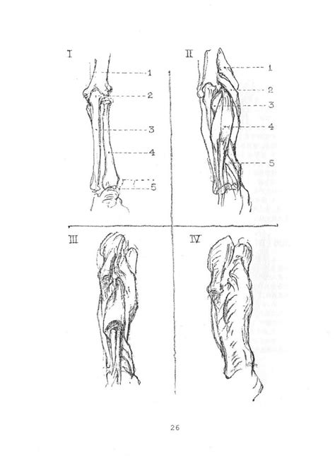 伯里曼人体构造（精排版） 27