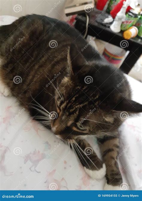 Male Tabby Cat Stock Image Image Of Tabby Baby Male