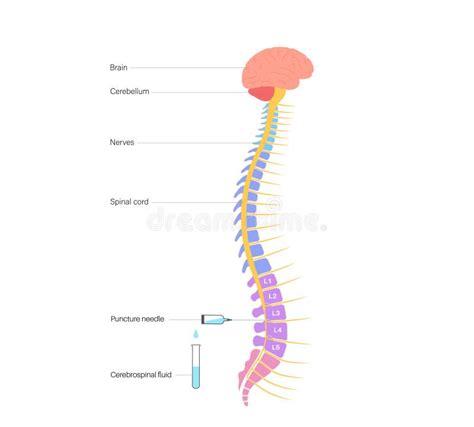 Subarachnoid Space Spinal Cord