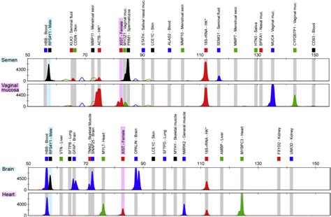 A Male And Female RNA Marker To Infer Sex In Forensic Analysis Forensic Science International