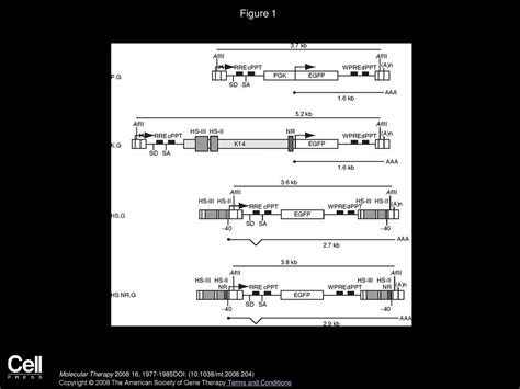 Volume 16 Issue 12 Pages December 2008 Ppt Download