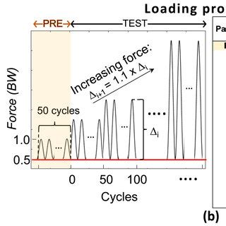 Test Setup And Loading Protocol A The Specimen Was Aligned In The Download Scientific