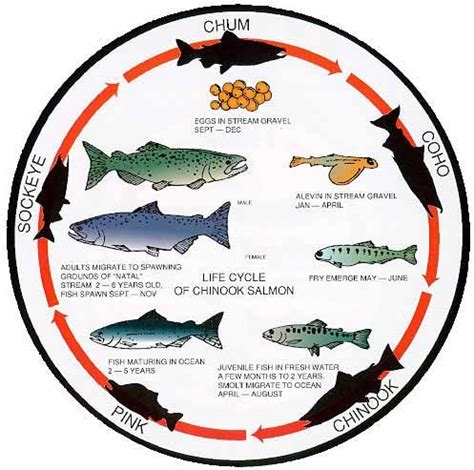 Sockeye Salmon Life Cycle Life Cycle Of A Salmon Life Cycle Of A